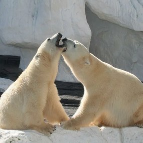 Fototapeta na zeď Polar Bears L-217