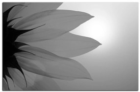 Obraz na plátně - Slunečnice květ 1201QA (60x40 cm)