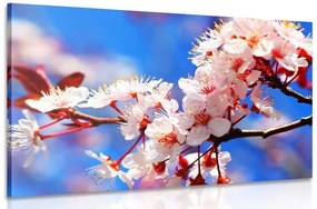 Obraz třešňový květ na větvi - 90x60 cm