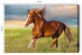 Obraz Cválající Kůň Na Mýtině Nedostatek Nedostatek Plátno Canvas 100x70