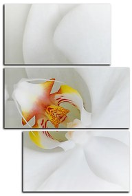 Obraz na plátně - Detailní záběr bílé orchideje - obdélník 7223D (105x70 cm)