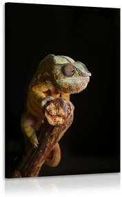 Obraz Chameleon II.