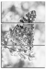 Obraz na plátně - Motýl na levandule - obdélník 7221QB (90x60 cm  )