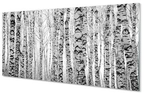 Skleněný panel Černá a bílá bříza 100x50 cm