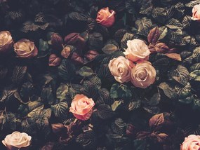 Vícedílný obraz Pastelové Růže Ve Vintage Stylu Nedostatek Nedostatek Přírodní plátno 160x120