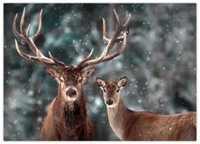 Skleněný obraz - Jelen a laň v zasněženém lese (70x50 cm)