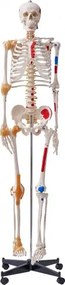 Model lidské kostry pro anatomii, 182 cm životní velikost