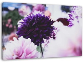 Obraz na plátně Jiřinka Fialová Květina - 60x40 cm