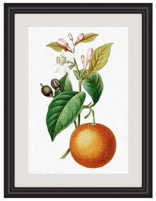 Obrázek pomerančovník A4 (210 x 297 mm): A4