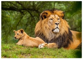 Skleněný obraz lvů (70x50 cm)