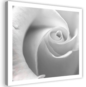 Obraz na plátně Bílá růže Makro - 40x40 cm