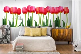 MP-2-0126 Vliesová obrazová panoramatická fototapeta Bed of Tulips, velikost 375 x 150 cm