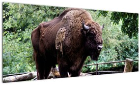 Obraz s americkým bizonem (100x40cm)