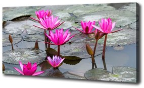 Wallmuralia Foto obraz na plátně Květ lotosu 100x50