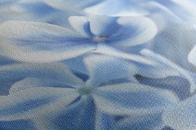 Obraz modro-bílé květy hortenzie Varianta: 120x60