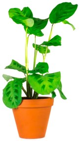 Gardners Pokojová rostlina  Marantha leuconeura Kerchoveana, průměr 12 cm