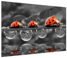 Obraz slunéček sedmitečných s deštníky (100x70 cm)