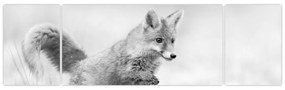 Obraz - Skákající liška, černobílá (170x50 cm)