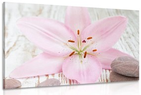 Obraz růžová lilie a Zen kameny Varianta: 120x80