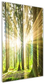 Wallmuralia Vertikální Foto obraz fotografie na skle Slunce v lese 50x100