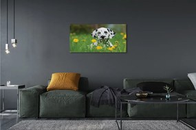 Obrazy na plátně prerijní pes 125x50 cm