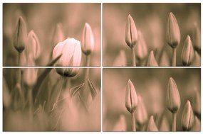 Obraz na plátně - Tulipán kvetoucí 101FE (90x60 cm)
