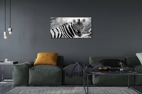 Obrazy na plátně retro zebra 125x50 cm