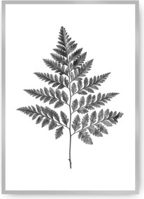 Plakát Fern Grey