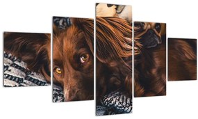 Obraz ležících psů (125x70 cm)