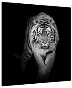 Obraz tygra (50x50 cm)