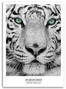 Gario Obraz na plátně Bílý tygr Rozměry: 40 x 60 cm