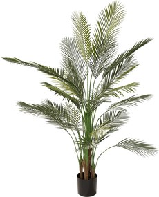 Palma Areka v květináči 185 cm