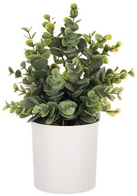 Buxus v obalu, bílý plastový obal SG7331