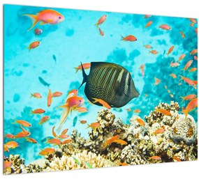 Skleněný obraz podmořského světa (70x50 cm)