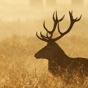 Malvis Tapeta Jelen ve zlatě Vel. (šířka x výška): 504 x 310 cm