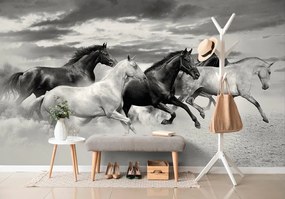 Tapeta běžící koně černobílá - 225x150 cm