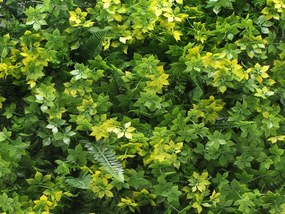 MINI WALL GREEN herb, dílec 50 x 50 cm