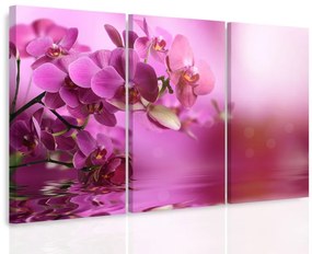 Malvis ® Vícedílný obraz - Orchidej na hladině Velikost: 150x100 cm