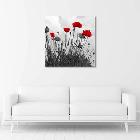 Gario Obraz na plátně Červené květy máku Rozměry: 30 x 30 cm