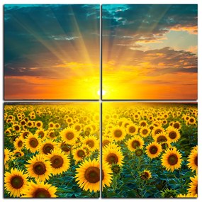 Obraz na plátně - Slunečnicová pole při západu slunce - čtverec 3199E (60x60 cm)