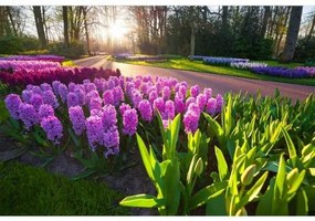 DIMEX | Samolepicí vliesová fototapeta na zeď Květy hyacintu MA-5-0068 | 375 x 250 cm | zelená, vícebarevná, fialová