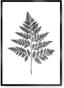 Plakát Fern Grey
