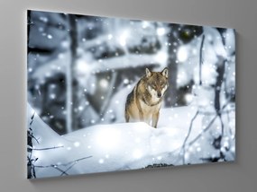 Liox Obraz vlk v zimě Rozměr: 120 x 80 cm
