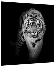 Obraz tygra (40x40 cm)