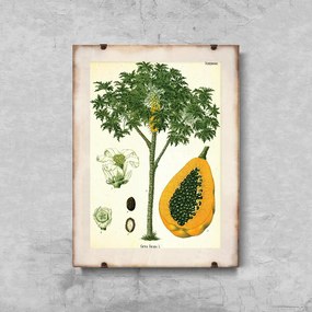 Retro plakát Starověké botanické tisk stromy papai