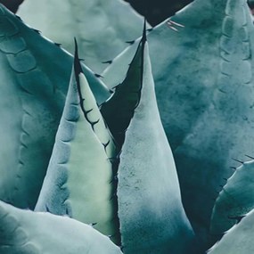 Ozdobný paraván Kaktusové sukulentní květiny - 180x170 cm, pětidílný, klasický paraván