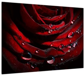Skleněný obraz - Detail růže (70x50 cm)