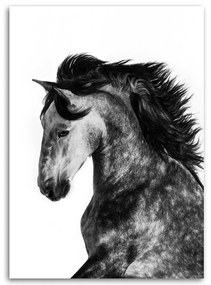 Gario Obraz na plátně Divoký kůň Rozměry: 40 x 60 cm