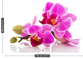 Fototapeta Květy orchidejí 104x70