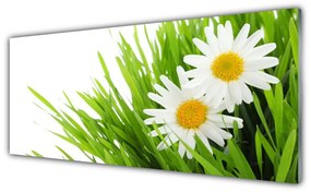 Plexisklo-obraz Sedmikráska Květ Příroda 125x50 cm